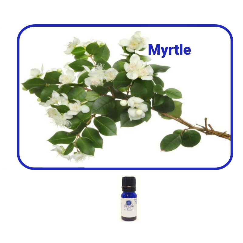 Myrtle Authentic Oil - Essentially Grateful